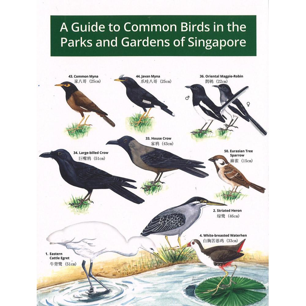 A GUIDE TO COMMON BIRDS IN THE PARKS AND GARDENS OF SINGAPOREGARDEN ...