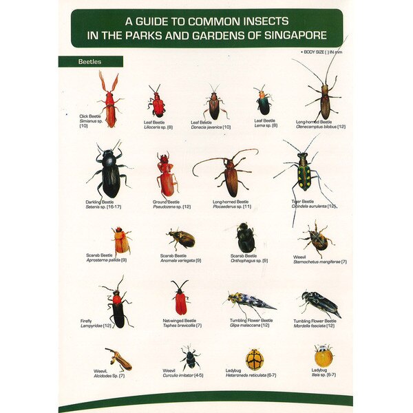 A GUIDE TO COMMON INSECTS IN THE PARKS